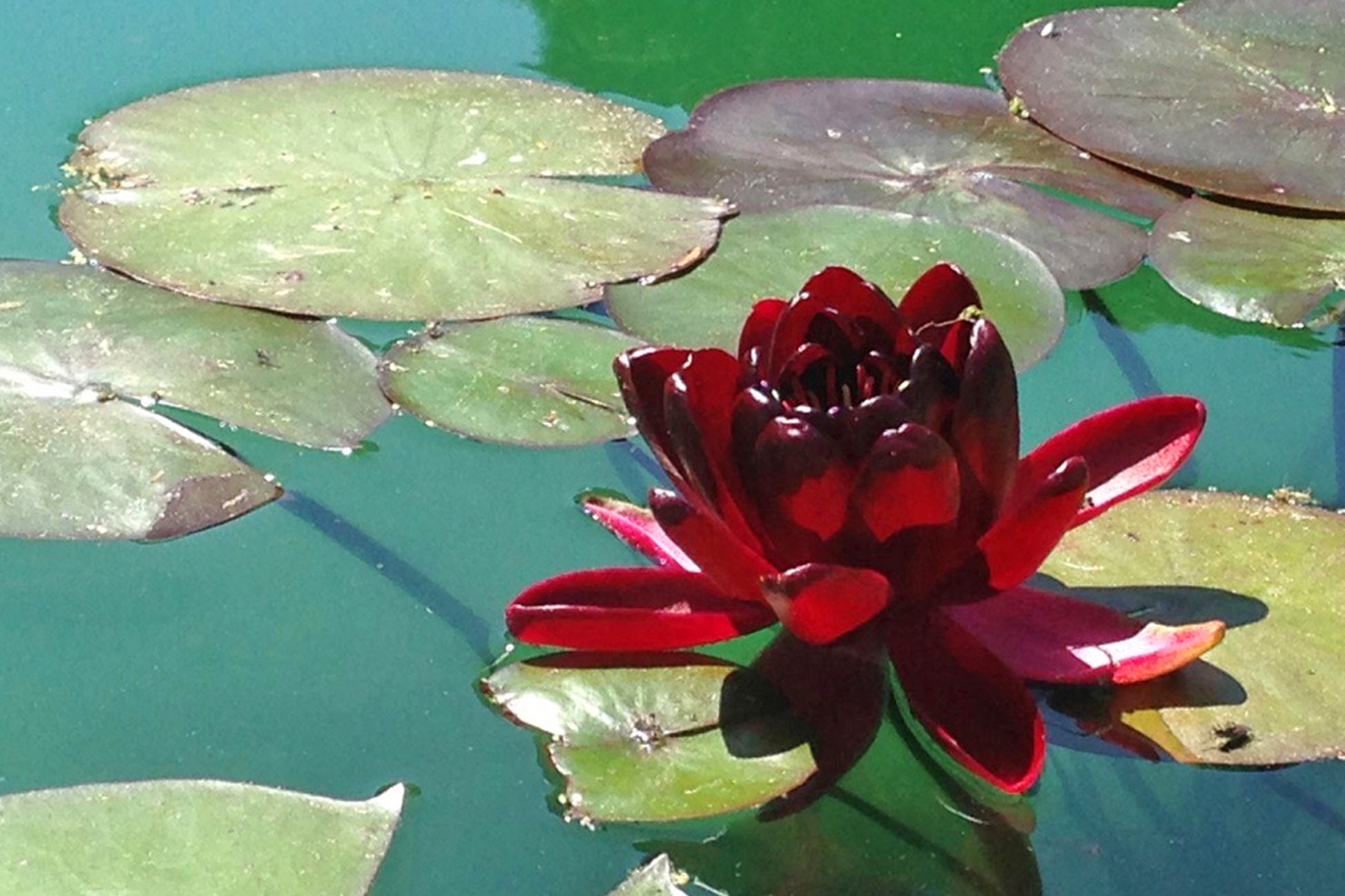 Patricia Patterson - Richmond Art Center